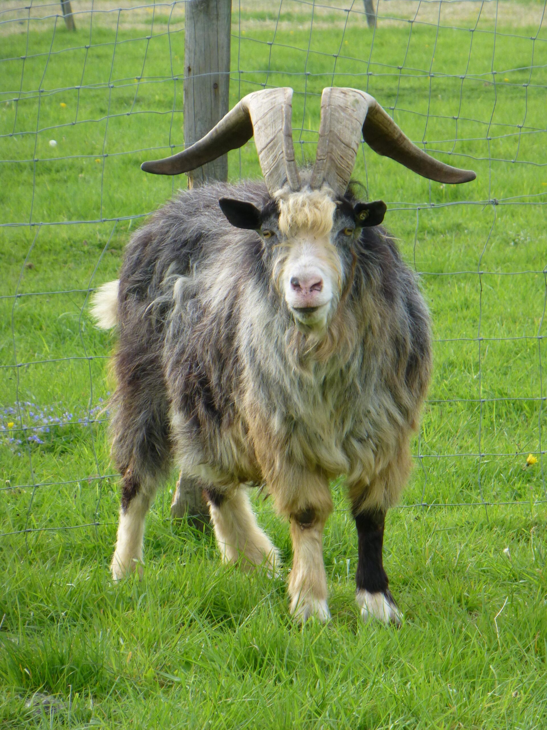 Gallery – Old English Goat Society